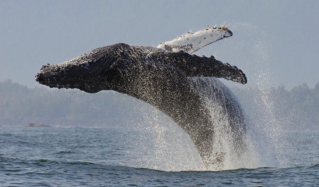 Monterey Bay | About | Big Blue